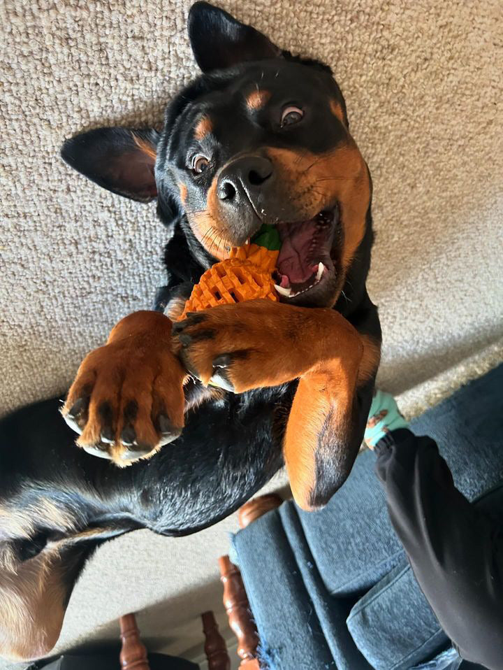 All Toys – Ace Dog Supplies